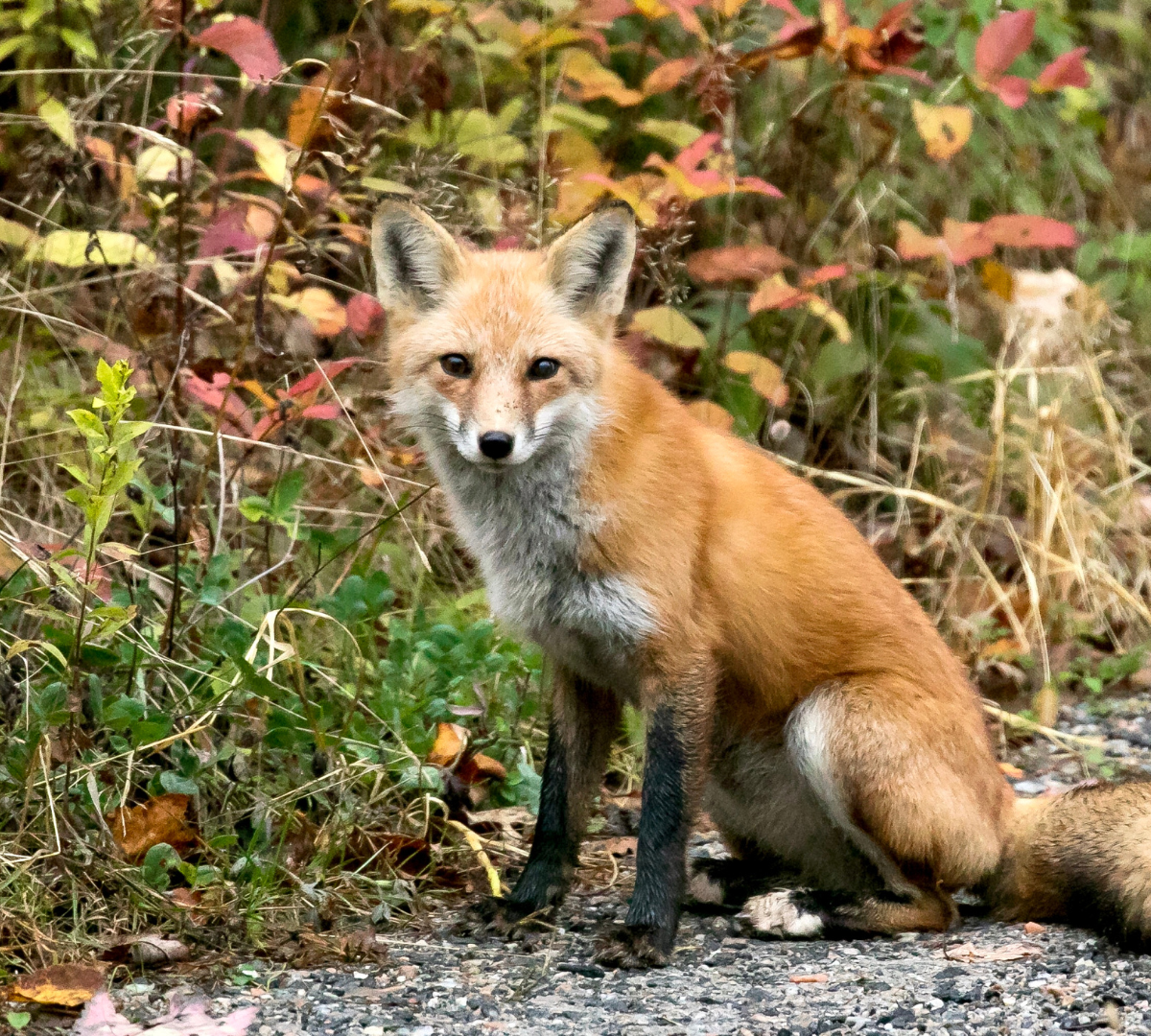 The Talking Fox Series – Robin Simmons